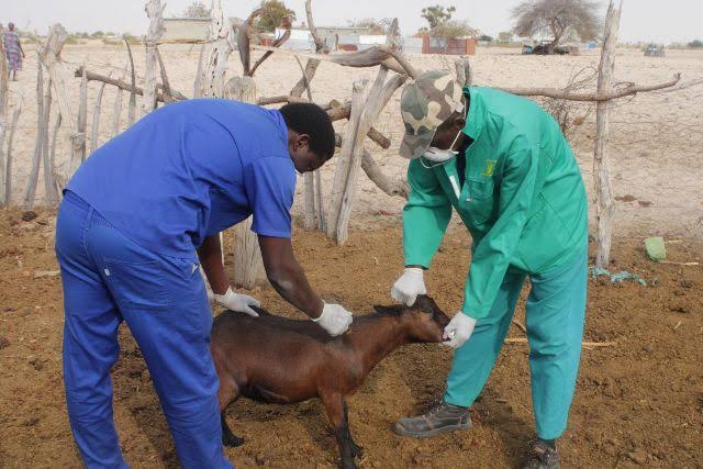 Govt issues advisory after occurrence of FMD among sheep - Shaharbeen Times