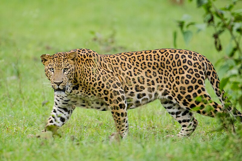 Wildlife Department Captures Man-eater Leopard in... - Shaharbeen Times