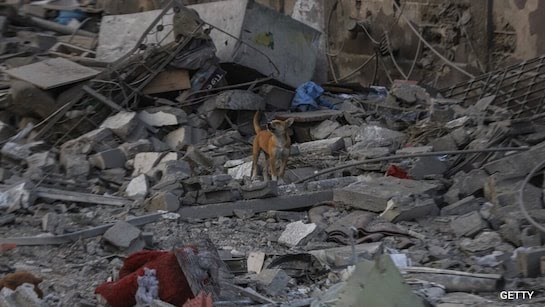 Stray Dogs Eat Bodies On Gaza Streets As Death Count Mounts To 42,400 ...